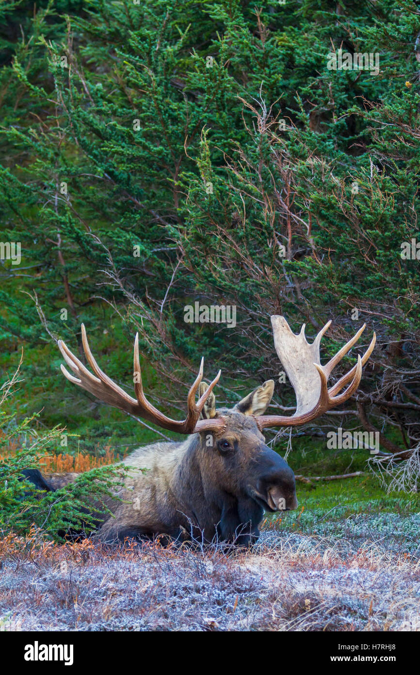Large bull moose (alces alces) on Powerline Pass Trail in Anchorage ...