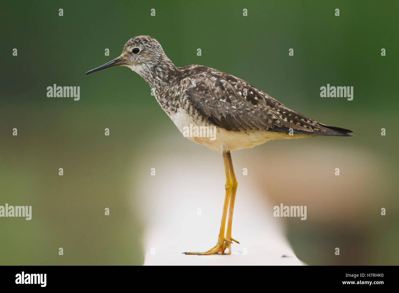 Lesser Yellowlegs (Tringa flavipes) at Potter Marsh; Anchorage, Alaska ...