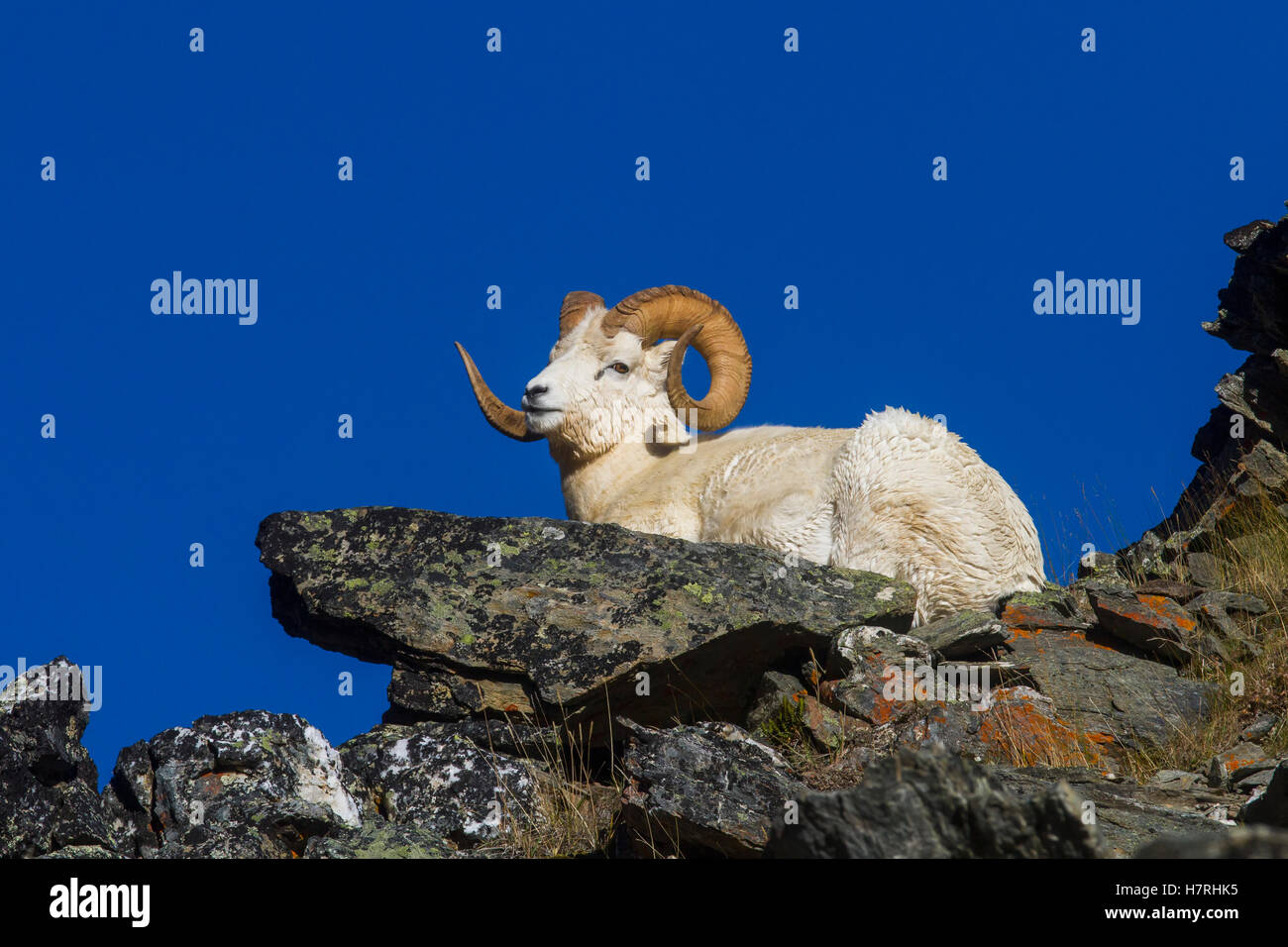 Large Dall sheep (ovis dalli) ram in rocky area, Denali National Park ...