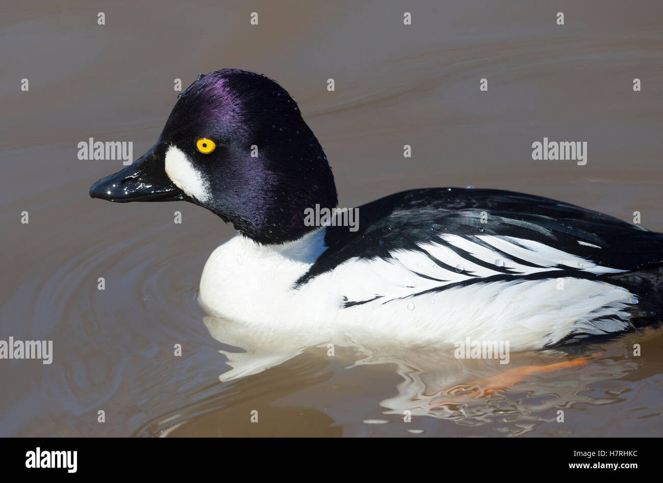 A somewhat rare hybrid between a Barrow's Goldeneye drake and a Common ...