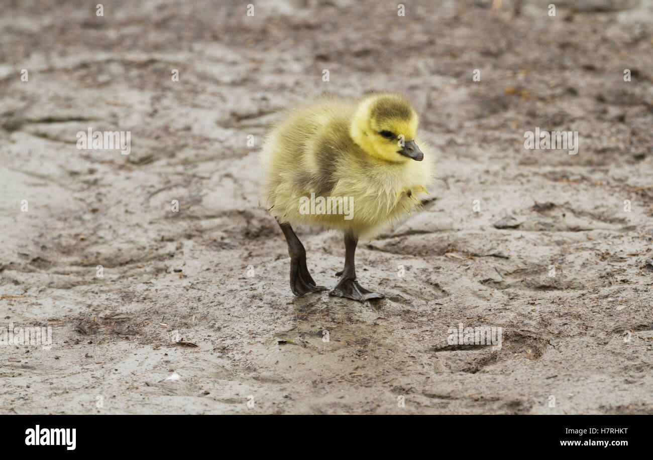Mallard duckling (Anas platyrhynchos) at Potter Marsh in summertime ...