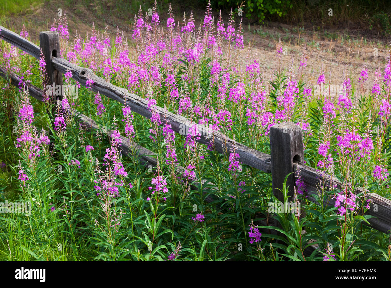 Fireweed (Chamerion angustifolium) growing around wooden fence, Creamer ...