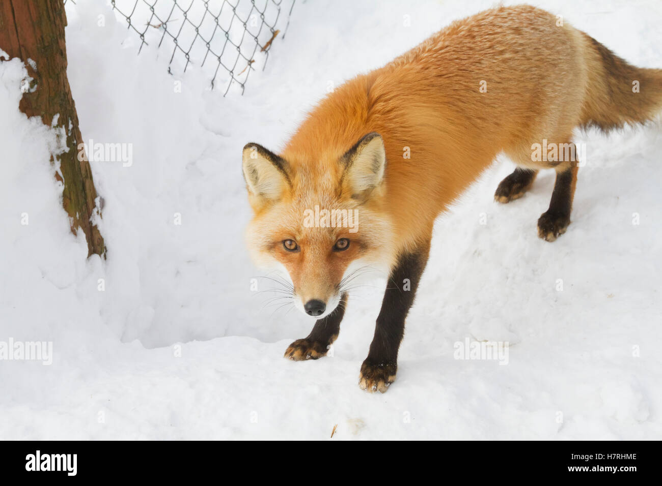 Captive Red fox (Vulpes vulpes) at the Alaska Wildlife Conservation ...