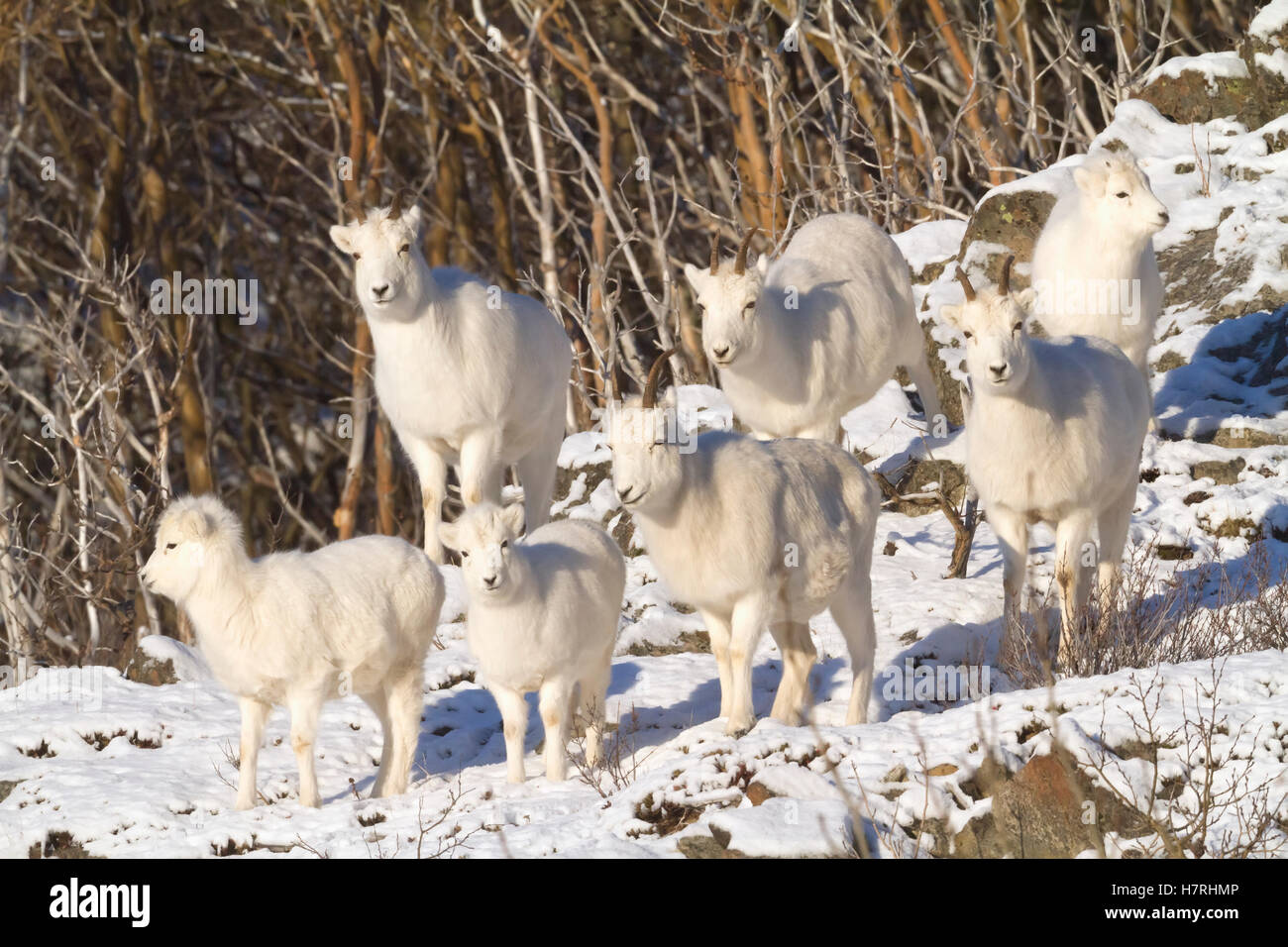 Group of dall sheep hi-res stock photography and images - Alamy