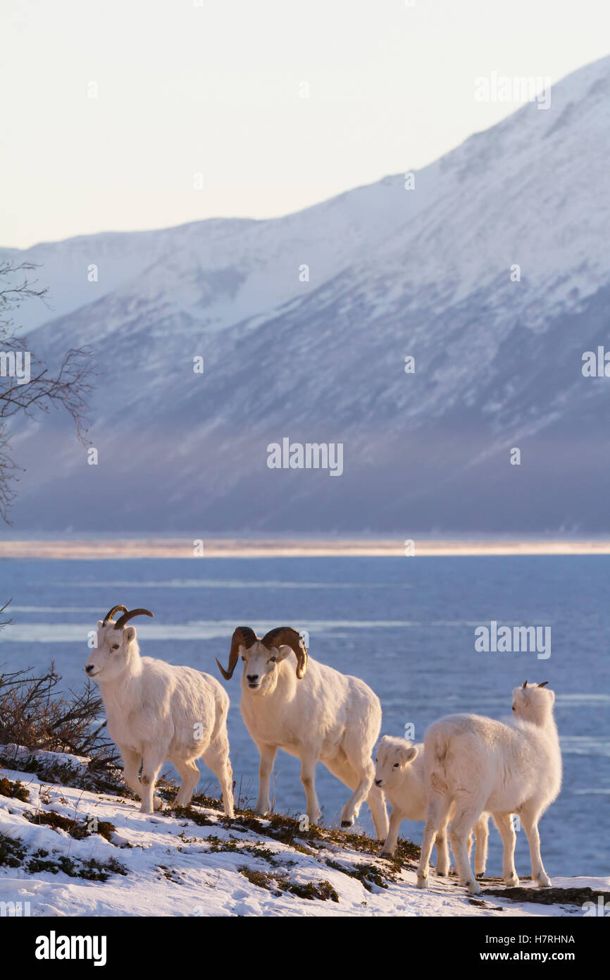 Dall sheep ewe lamb in hi-res stock photography and images - Alamy