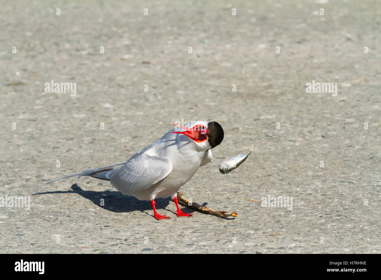Arctic Tern (Sterna paradisaea) eating small fish at Potter Marsh ...