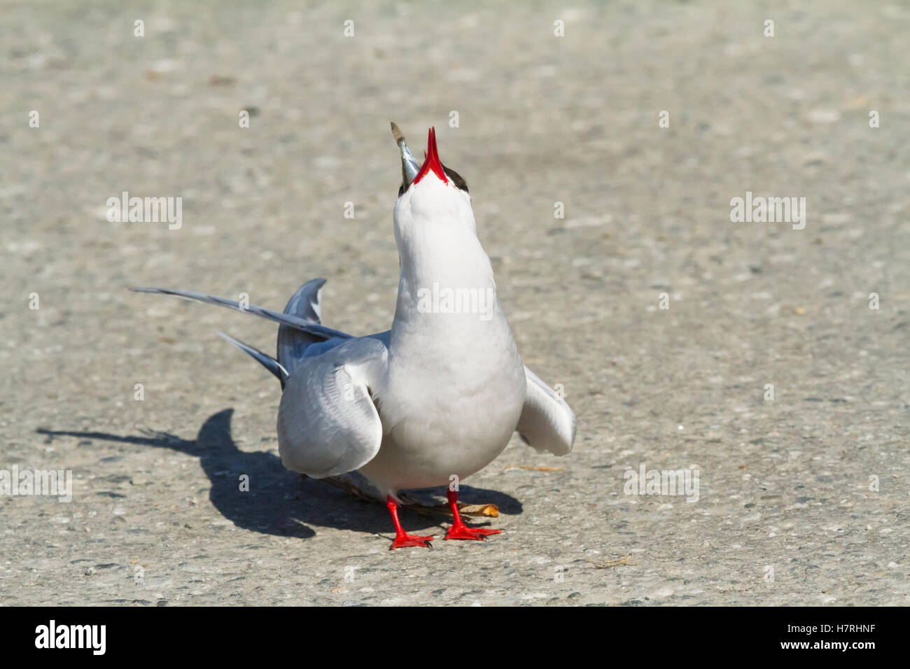 Arctic Tern (Sterna paradisaea) eating small fish at Potter Marsh ...