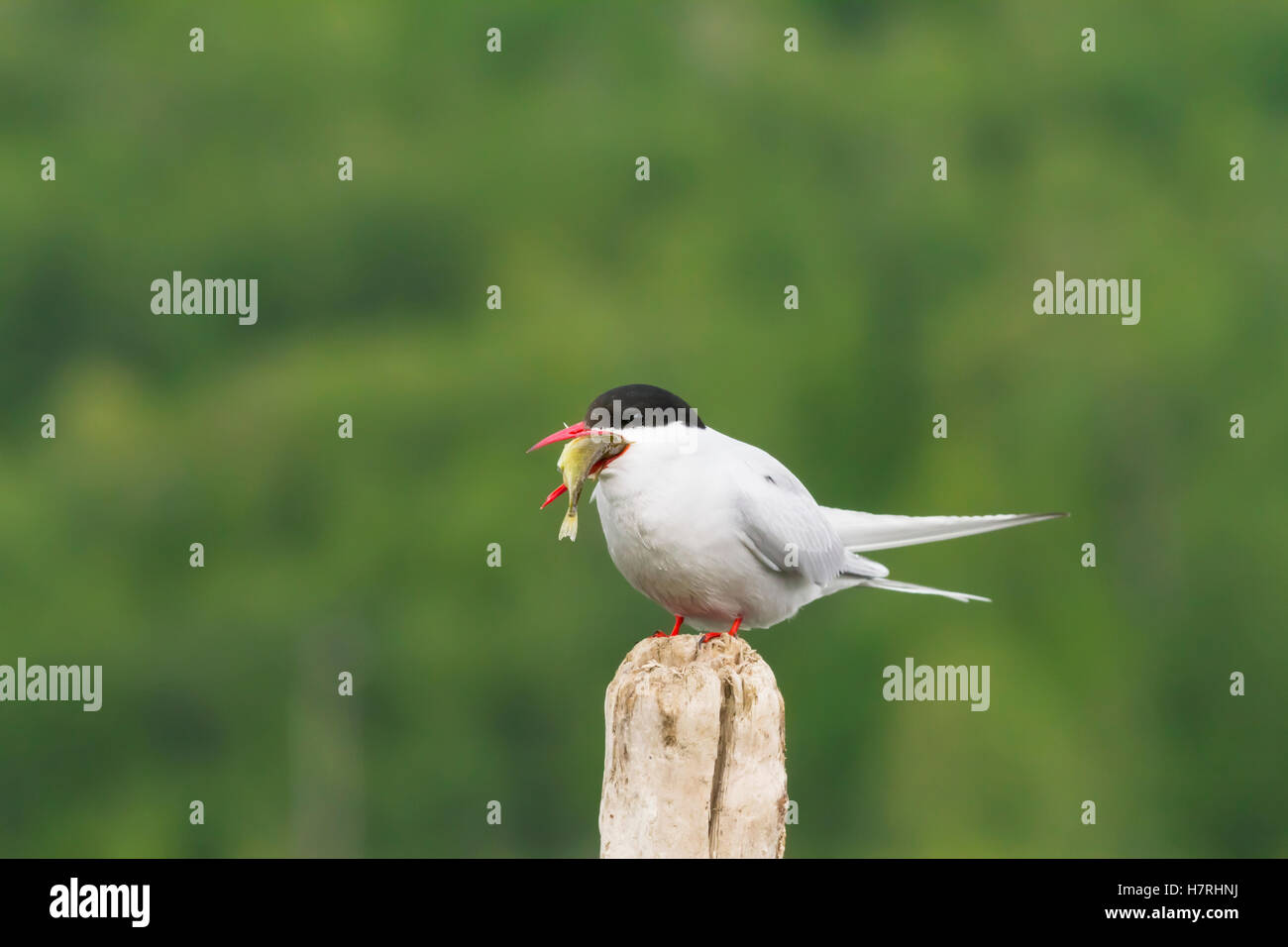 Arctic Tern (Sterna paradisaea) eating small fish at Potter Marsh in ...