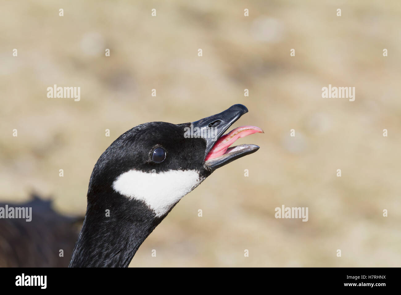 Canada goose tongue hi-res stock photography and images - Alamy
