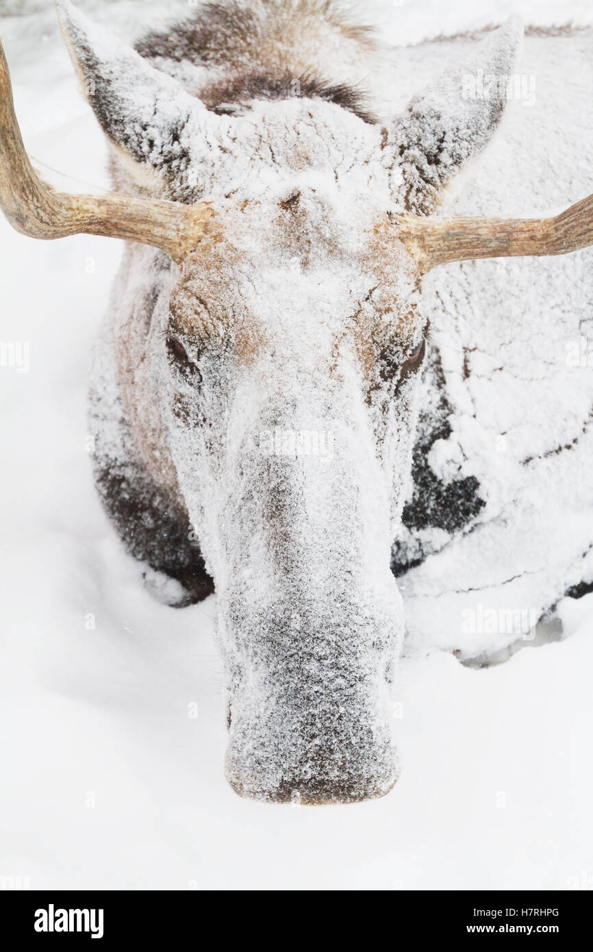 Captive bull moose (alces alces) covered in snow at the Alaska Wildlife ...