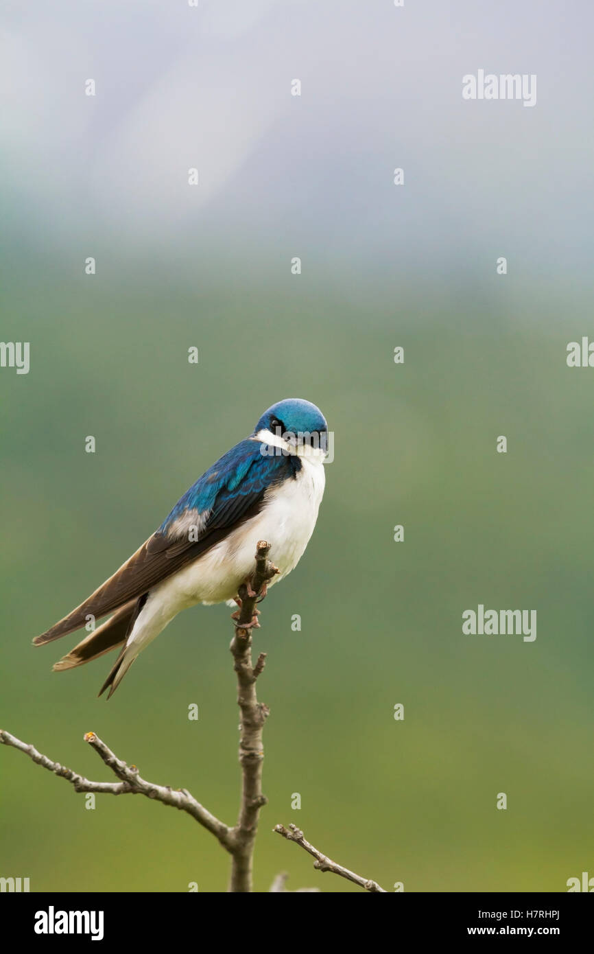 Adult Tree Swallow (Tachycineta bicolor) perches on a small limb at ...
