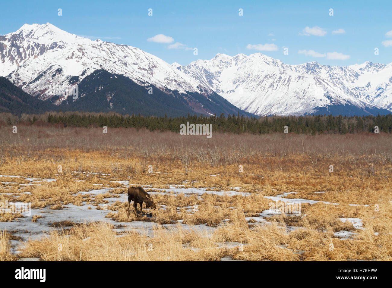 Captive moose (alces alces) at Alaska Wildlife Conservation Center ...