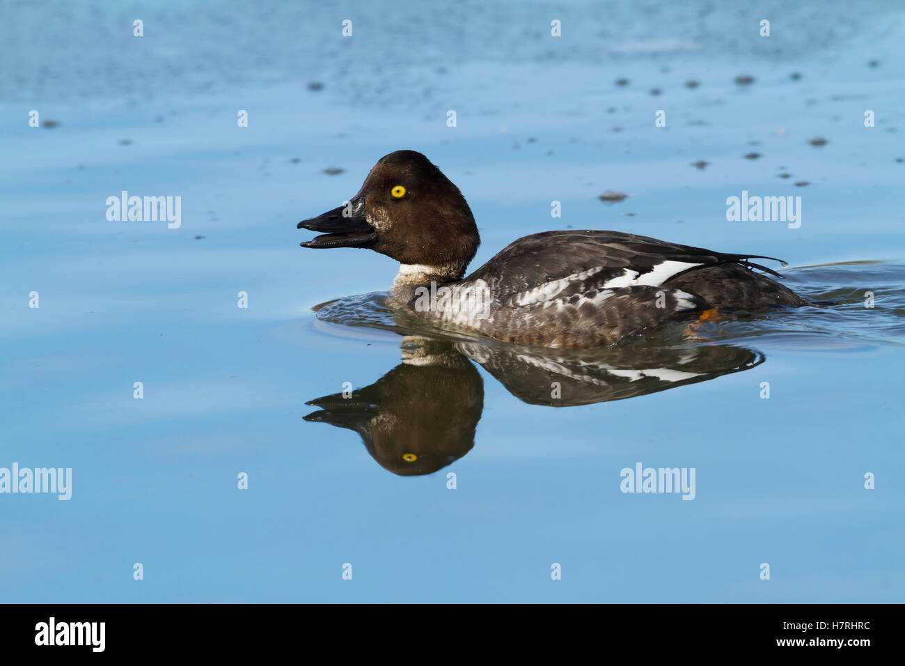 North american common goldeneye duck hi-res stock photography and ...