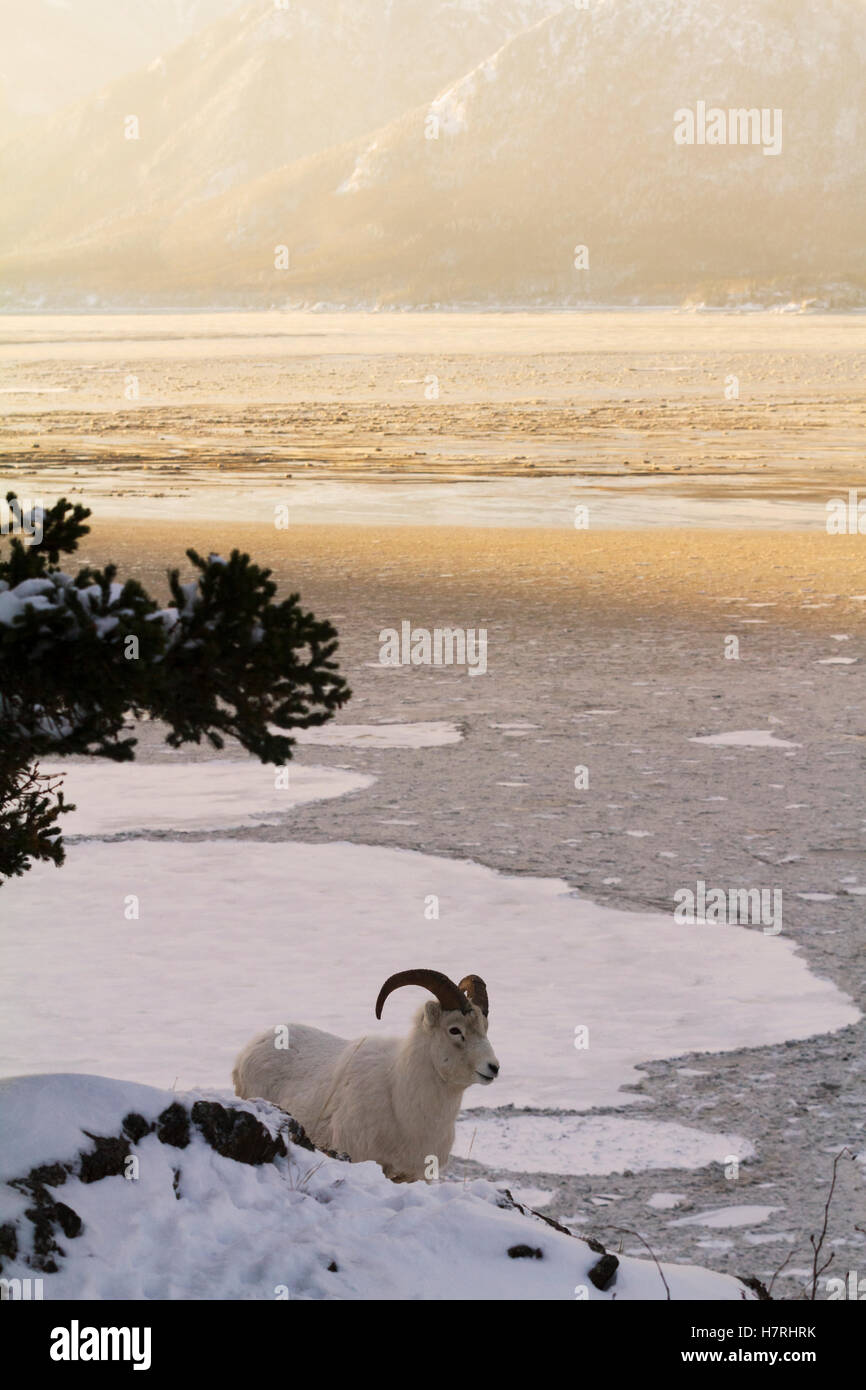 A Dall sheep (ovis dalli) ram during the autumn rut in the Chugach ...
