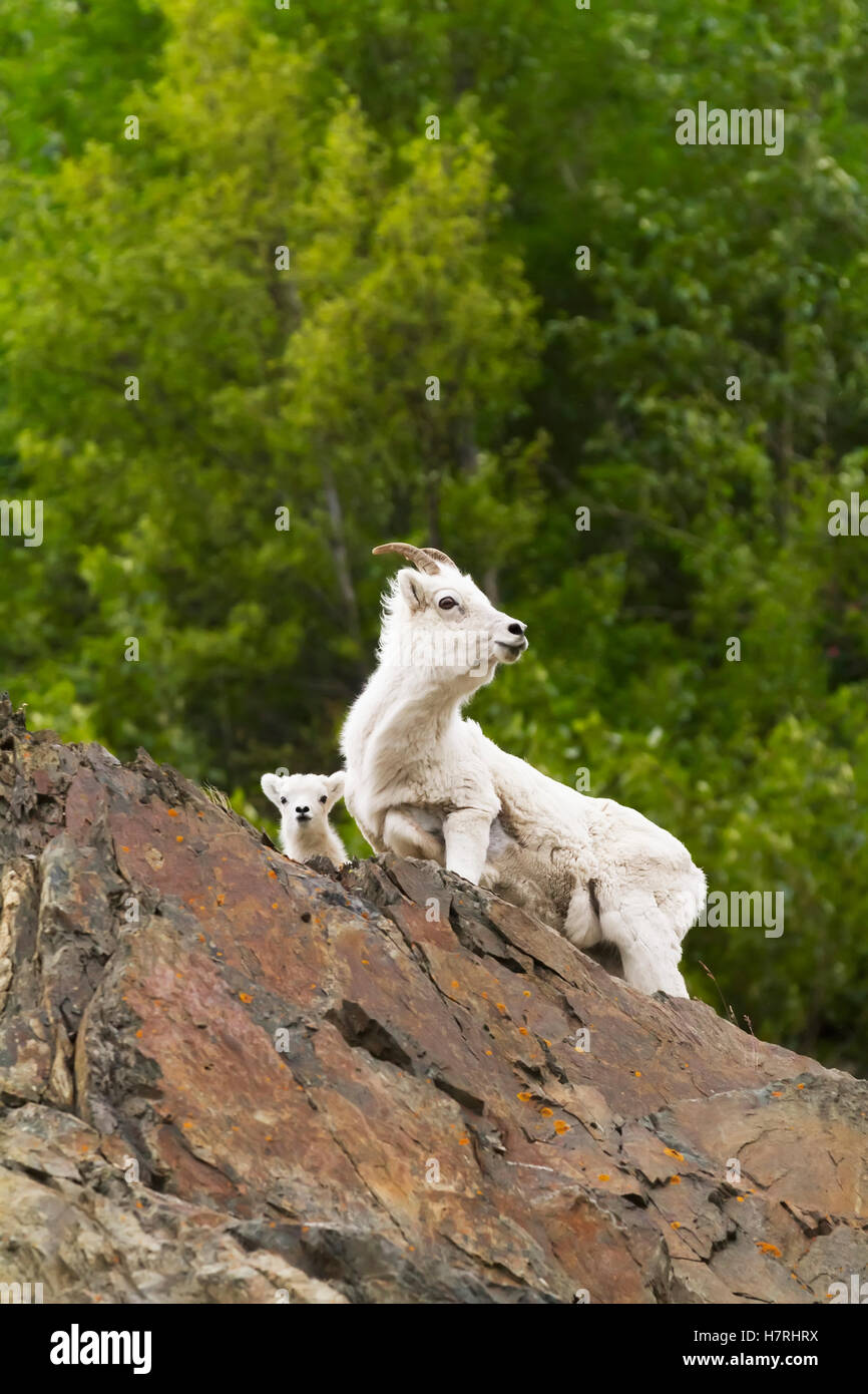 Dall sheep chugach hi-res stock photography and images - Alamy