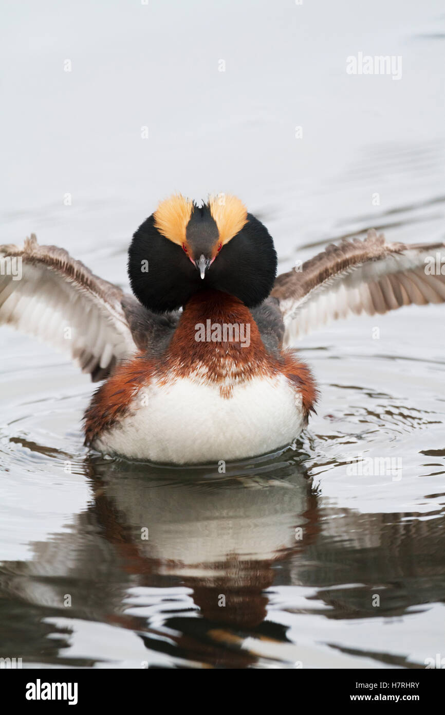 A Male Horned Grebe (Podiceps Auritus) Flaps His Wings During Spring ...