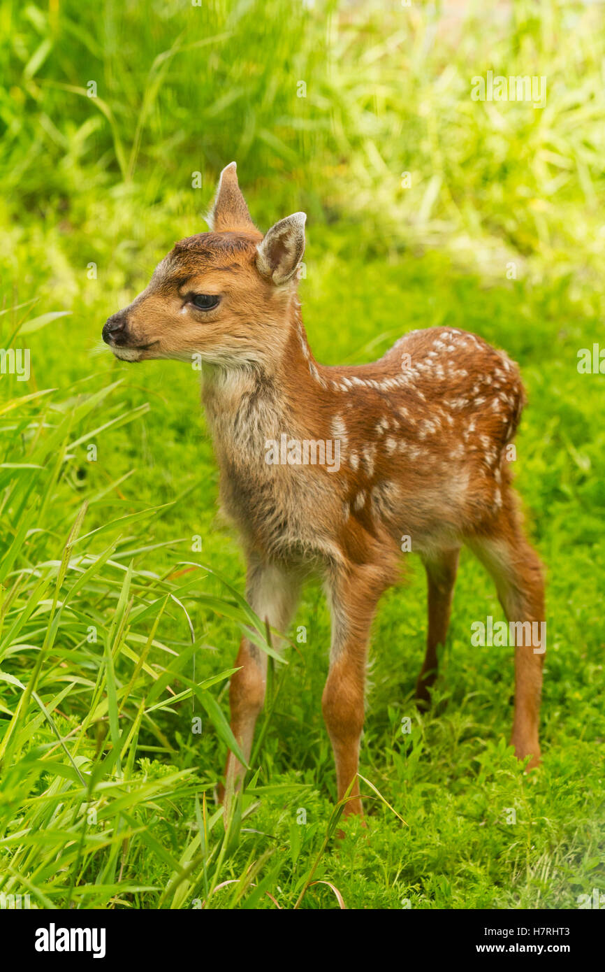 Captive Black-tailed deer (Odocoileus hemionus) fawn at the Alaska ...