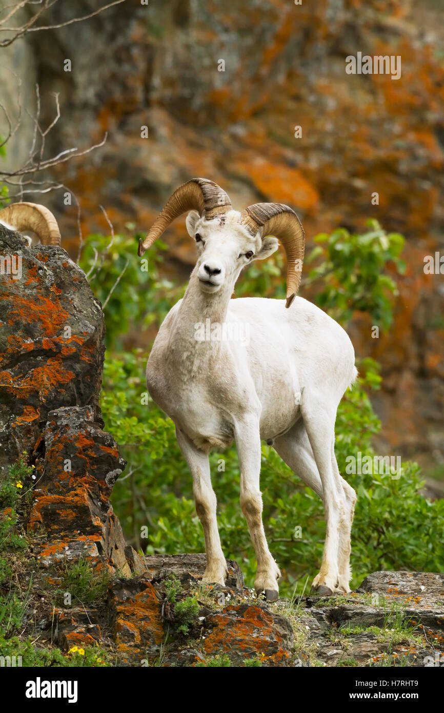Dall sheep (ovis dalli) ram in Chugach Mountains near the Seward ...