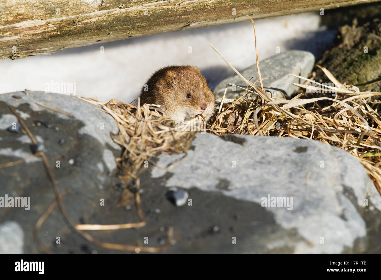 Close up of shrew in South-central Alaska in winter; Alaska, United ...