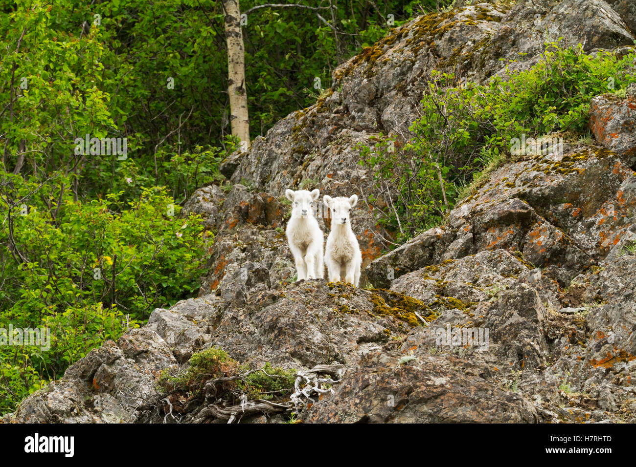 Dall sheep (ovis dalli) lambs in Chugach Mountains near the Seward ...