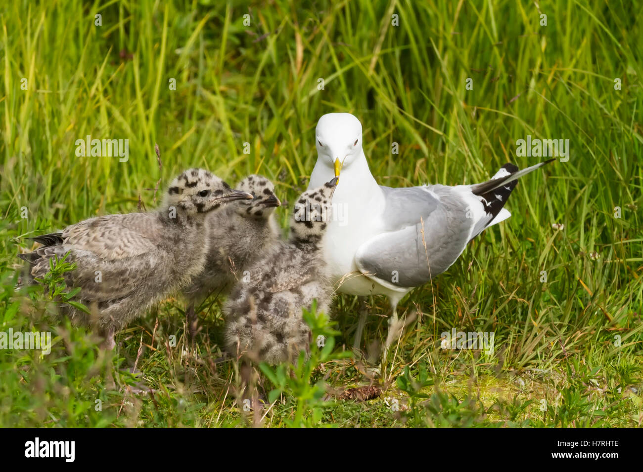 An adult Mew gull (Larus canus) feeds her three impatient and hungry ...