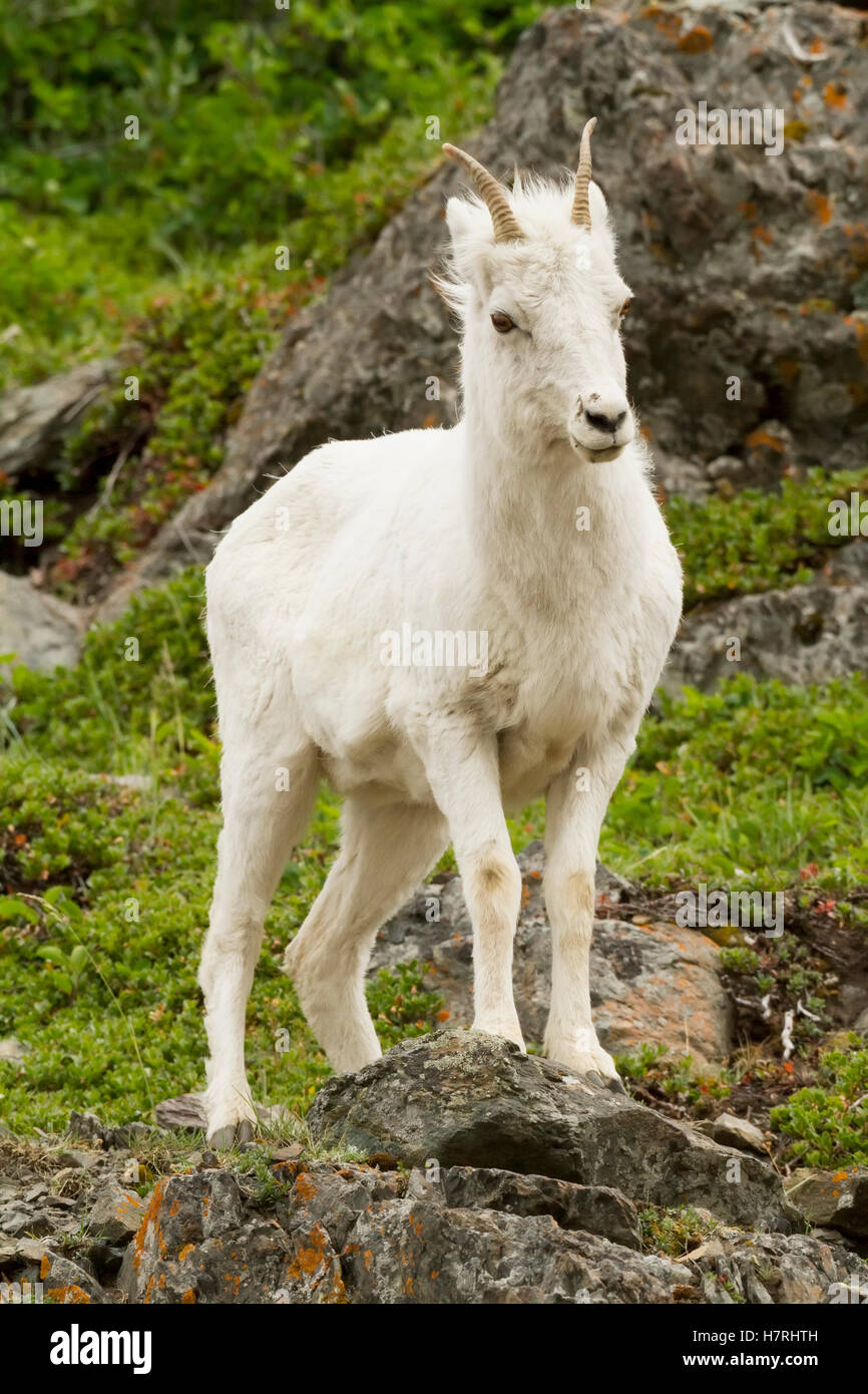 Immature Dall sheep (ovis dalli) in Chugach Mountains near the Seward ...