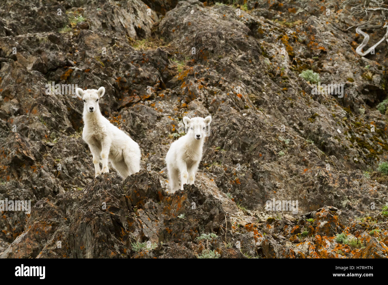 Dall sheep (ovis dalli) lambs in Chugach Mountains near the Seward ...