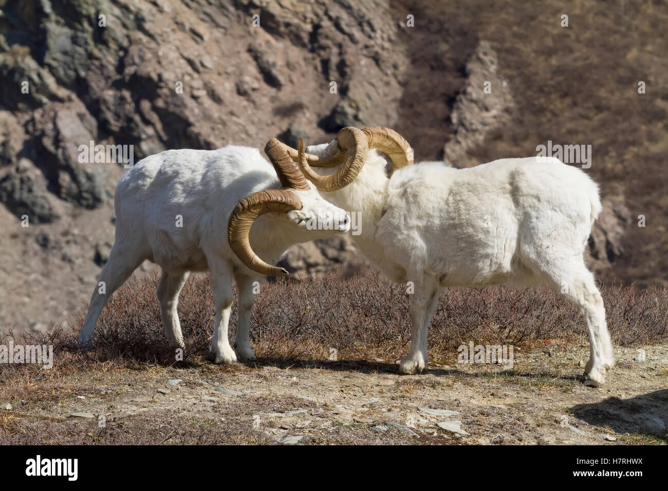 Dall sheep (ovis dalli) rams sparring in South-central Alaska, Chugach ...