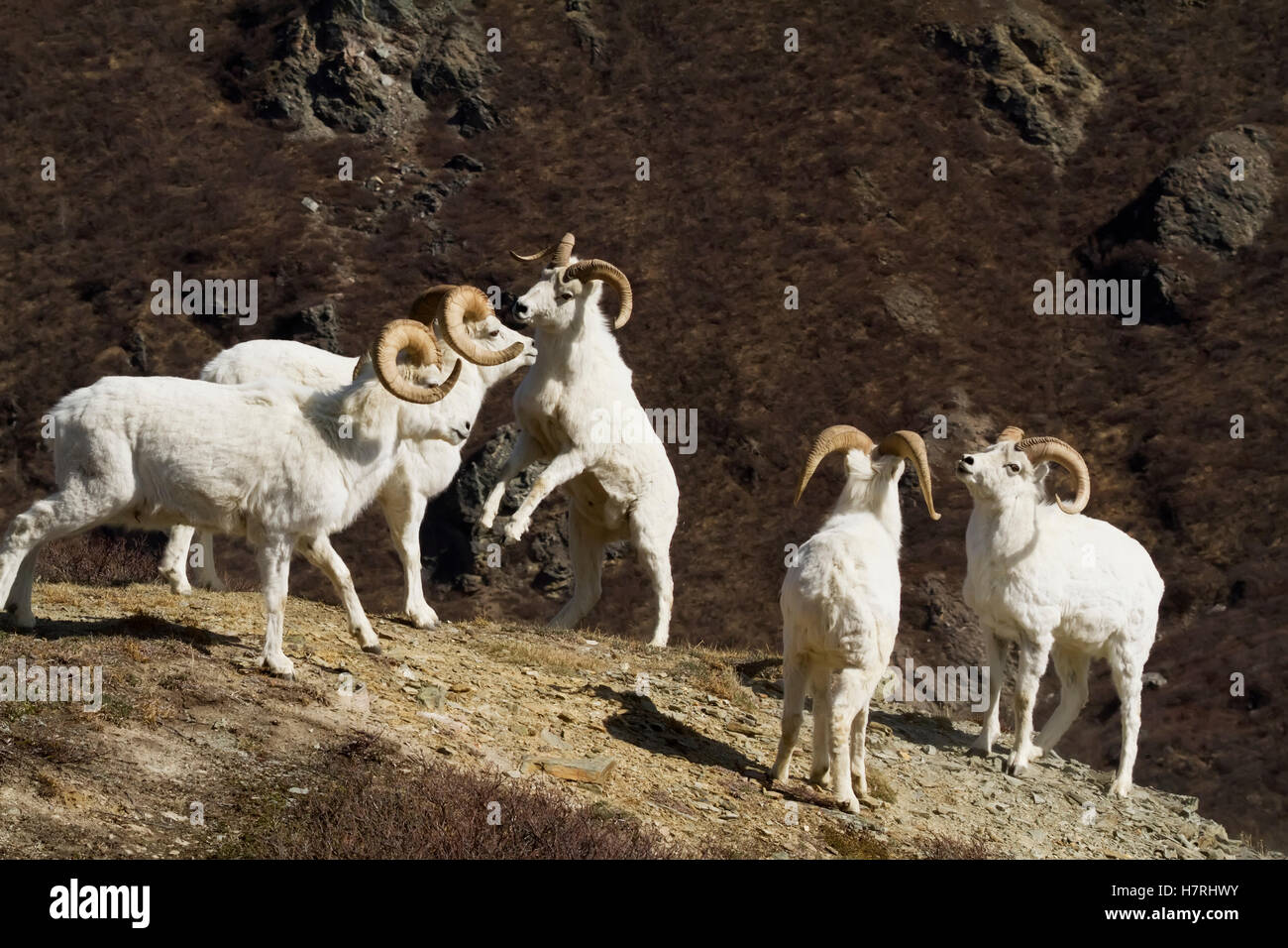 Dall sheep (ovis dalli) rams sparring in South-central Alaska, Chugach ...