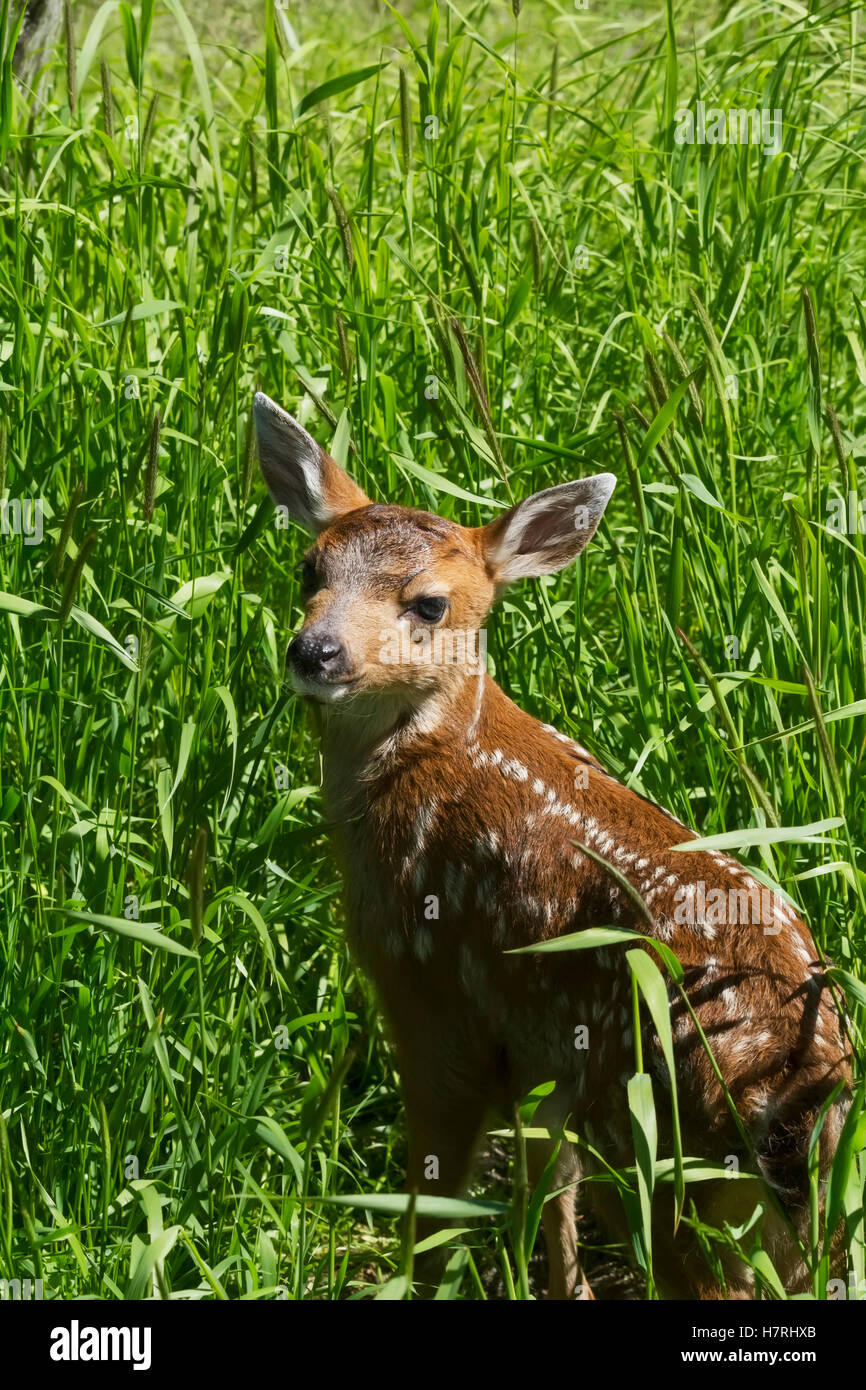 Captive Black-tailed deer (Odocoileus hemionus) fawn at the Alaska ...