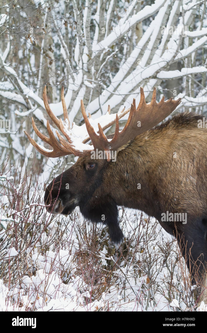 Moose close up profile view hi-res stock photography and images - Alamy