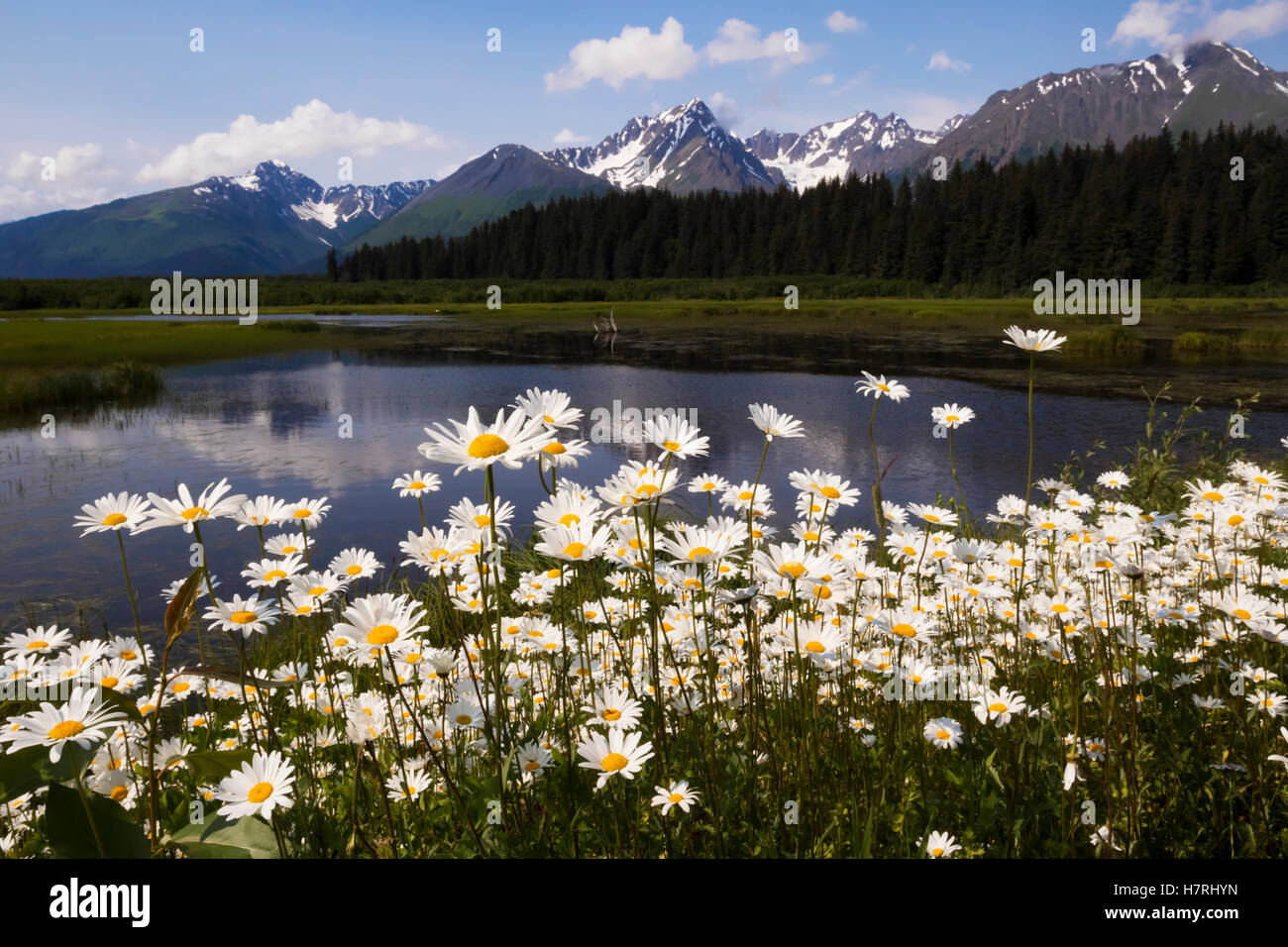 Marsh daisy hi-res stock photography and images - Alamy
