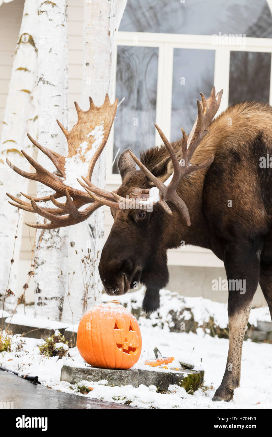 Large Bull Moose (Alces Alces) With One Of The Biggest Racked Bulls In ...
