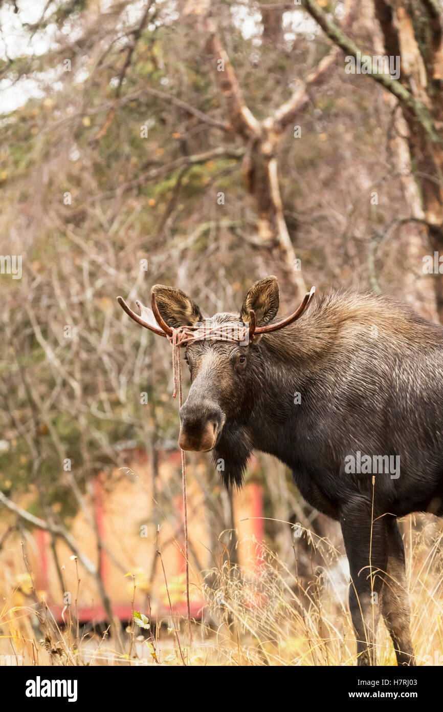 A Young Bull Moose (Alces Alces) Walks Around With Rope Twisted Around ...
