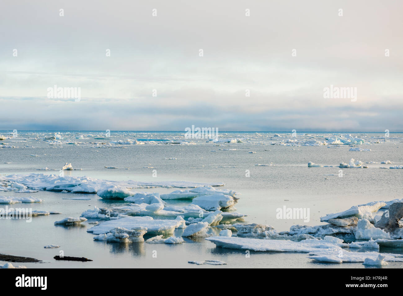 Summer sea ice collects near the shore of the Arctic Ocean, partly ...