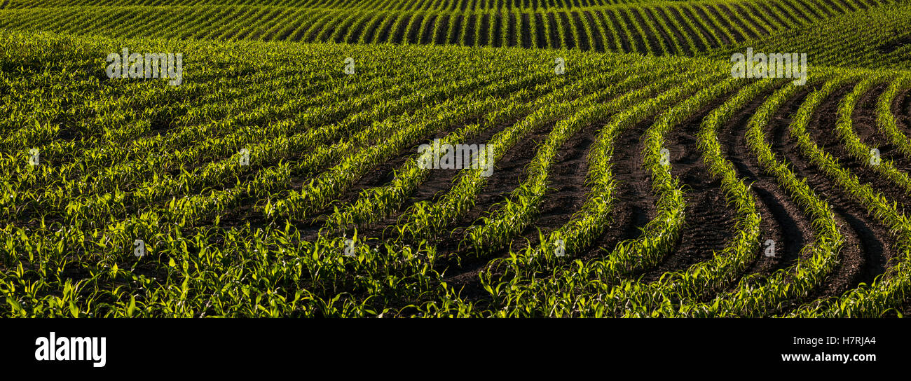Corn field in early growth; Compton, Quebec, Canada Stock Photo - Alamy