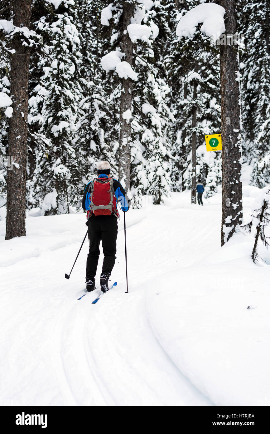 Male cross country skier along groomed trail with snow covered trees ...