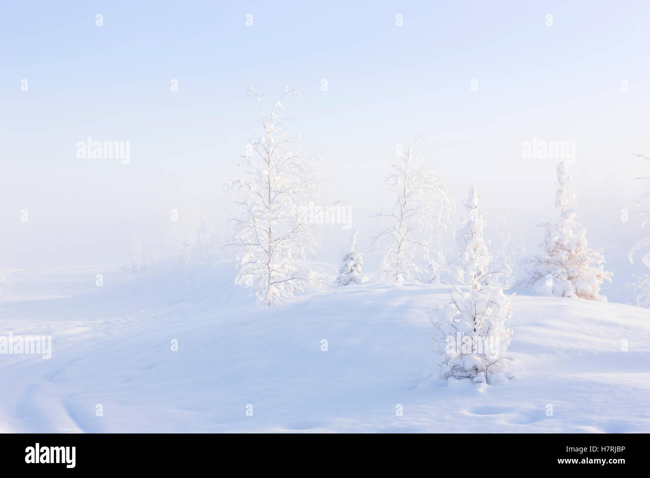 Snowy birch and evergreen trees in atmospheric landscape during sunrise ...