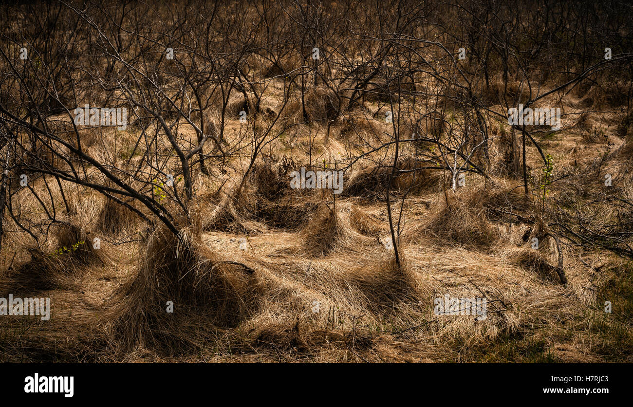Scenery and withered grass travel hi-res stock photography and images ...