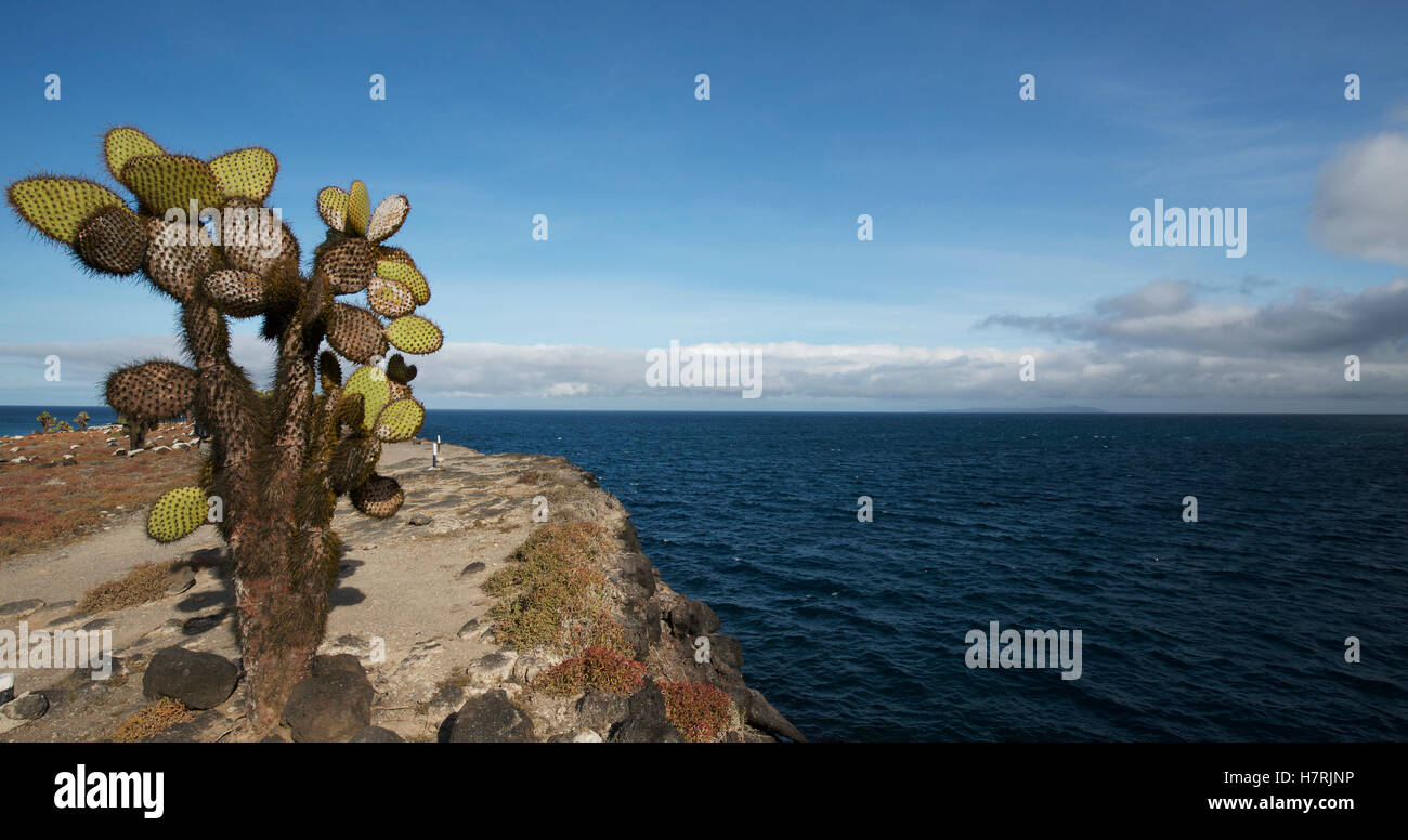 Landscape view with rocky cliffs, giant cactus and blue sea Stock Photo ...