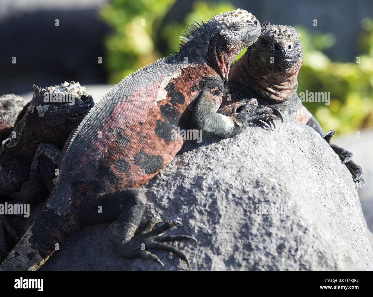 Three iguanas hi-res stock photography and images - Alamy