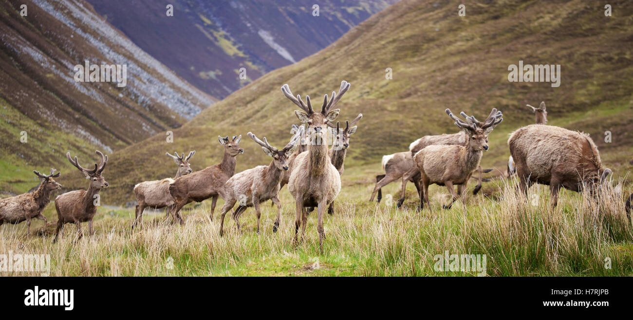 Red deer in Scottish Highland landscape Stock Photo - Alamy