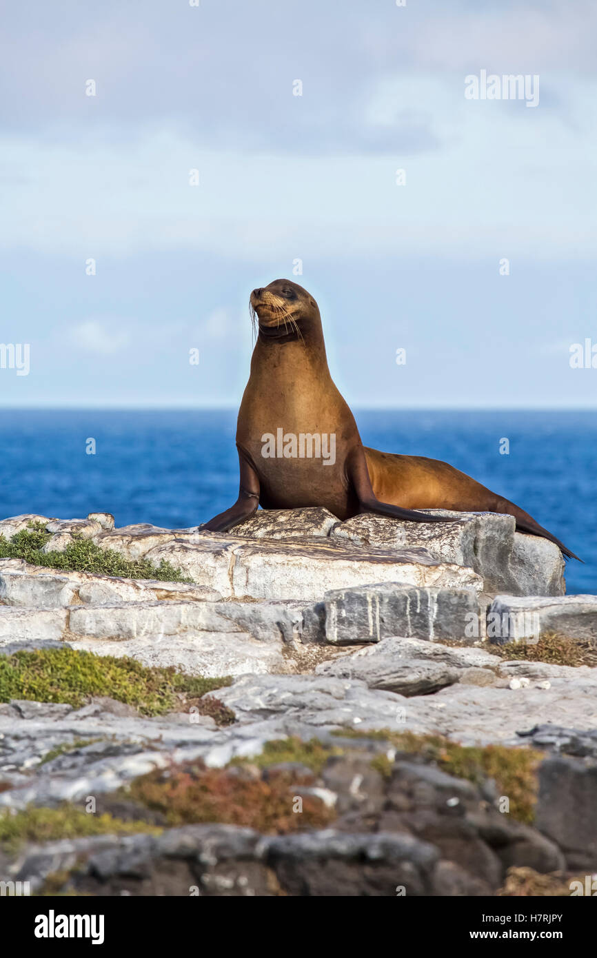 Sea lion on rocky promontory above blue sea bay Stock Photo - Alamy