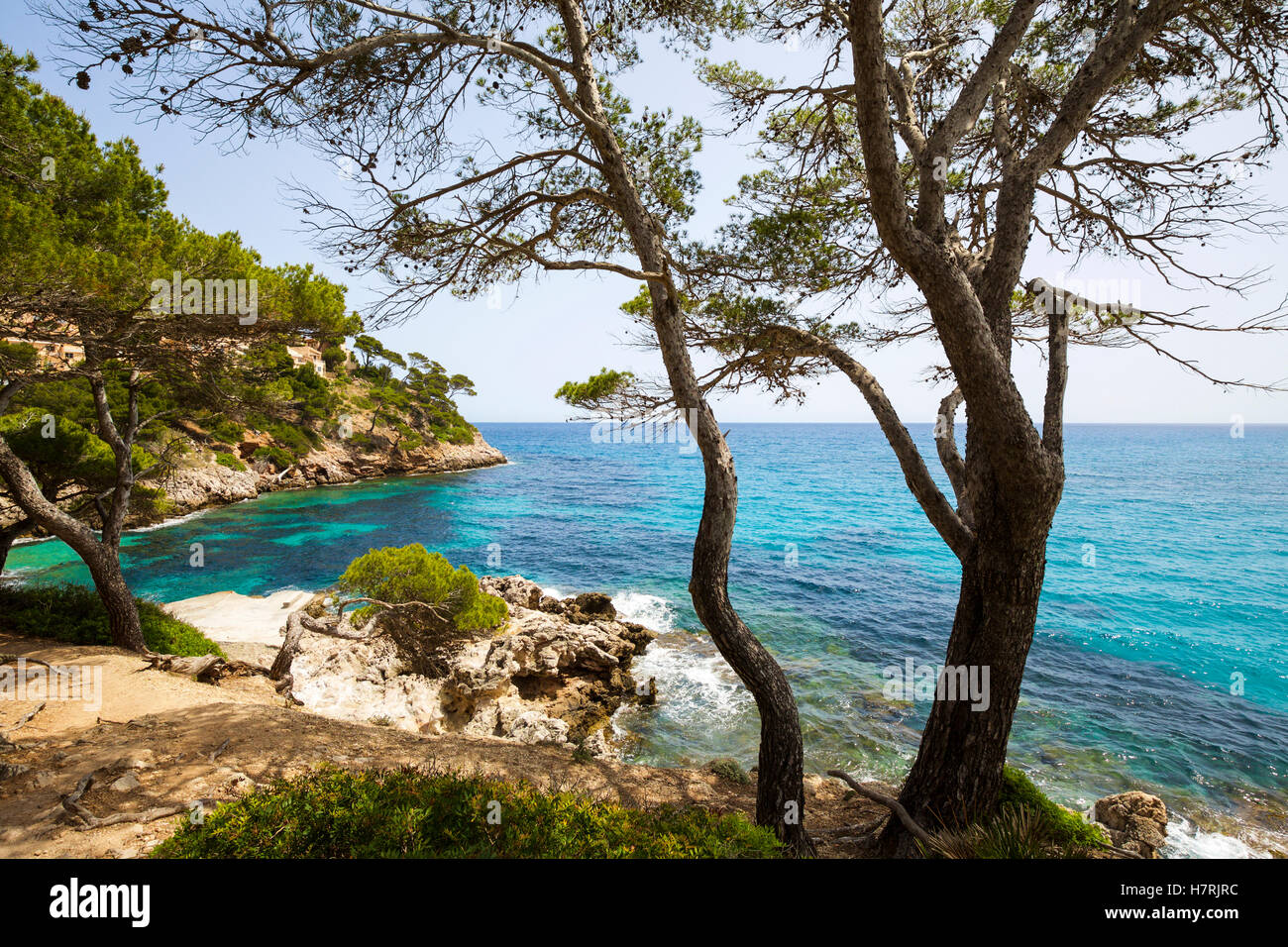 Pine tree edged cove with blue sea, Mallorca Stock Photo - Alamy
