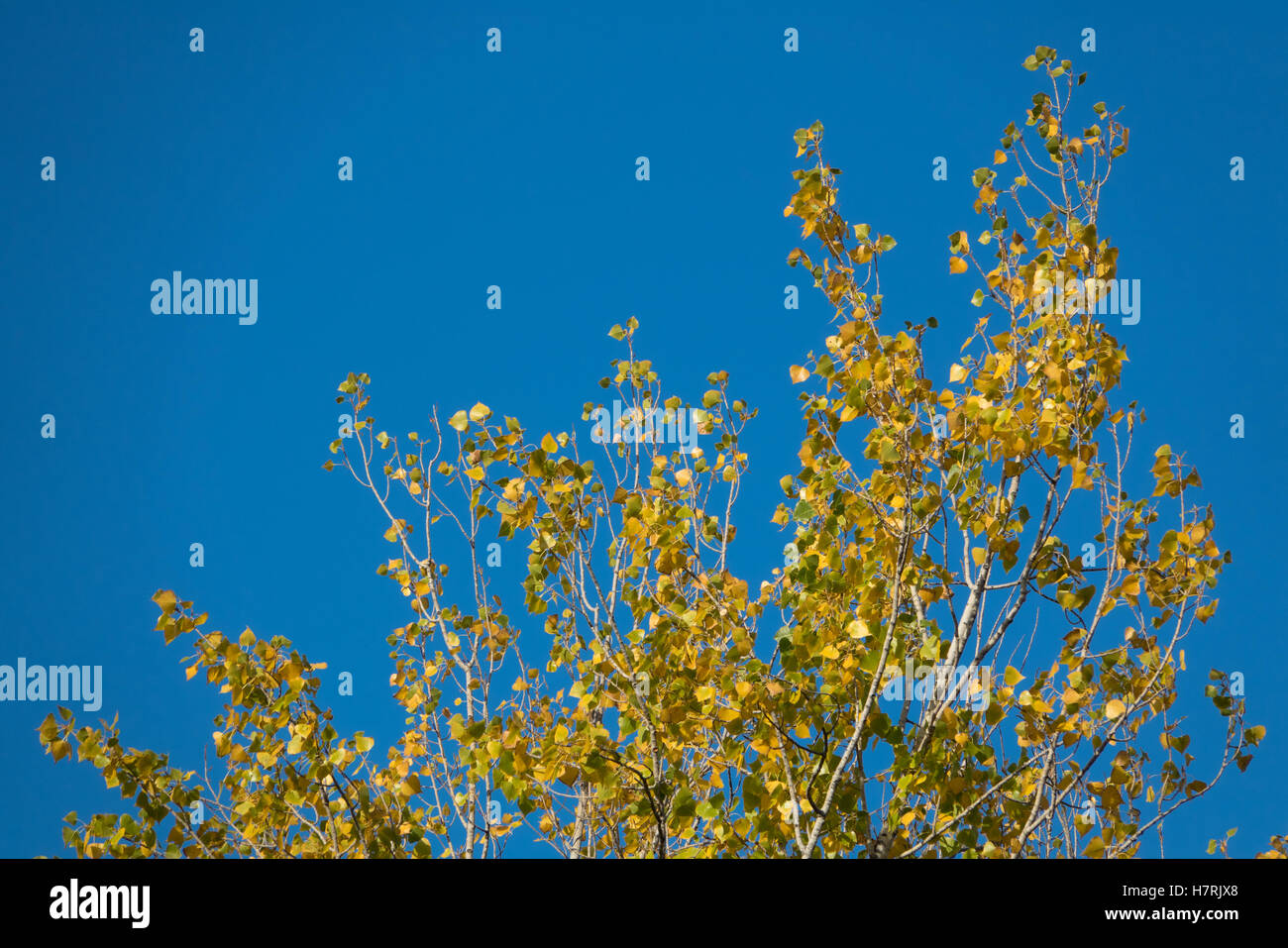 Top of poplar tree against the blue sky in autumn Stock Photo - Alamy