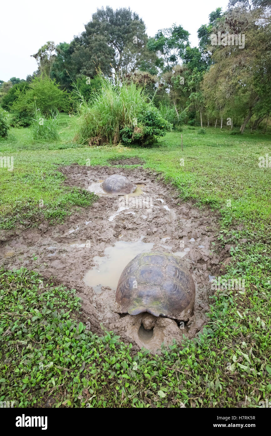 Giant tortoise wallowing in mud at wildlife sanctuary Stock Photo - Alamy