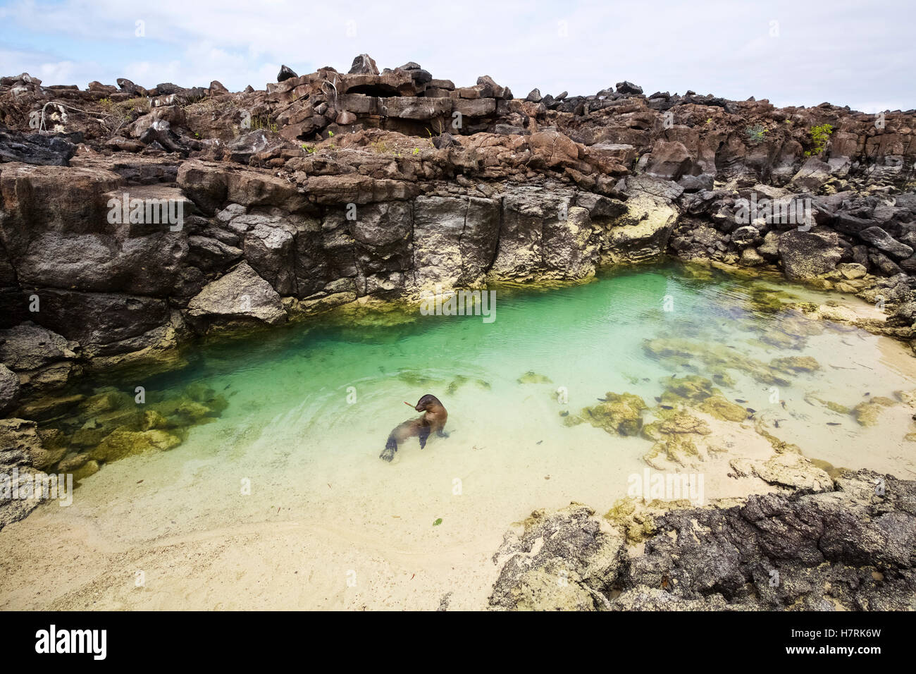 Sea lion swimming in rock pool at Darwin Bay Stock Photo - Alamy