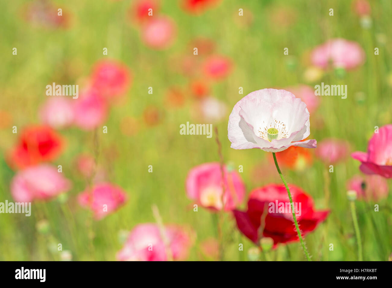 Poppies british columbia hi-res stock photography and images - Alamy