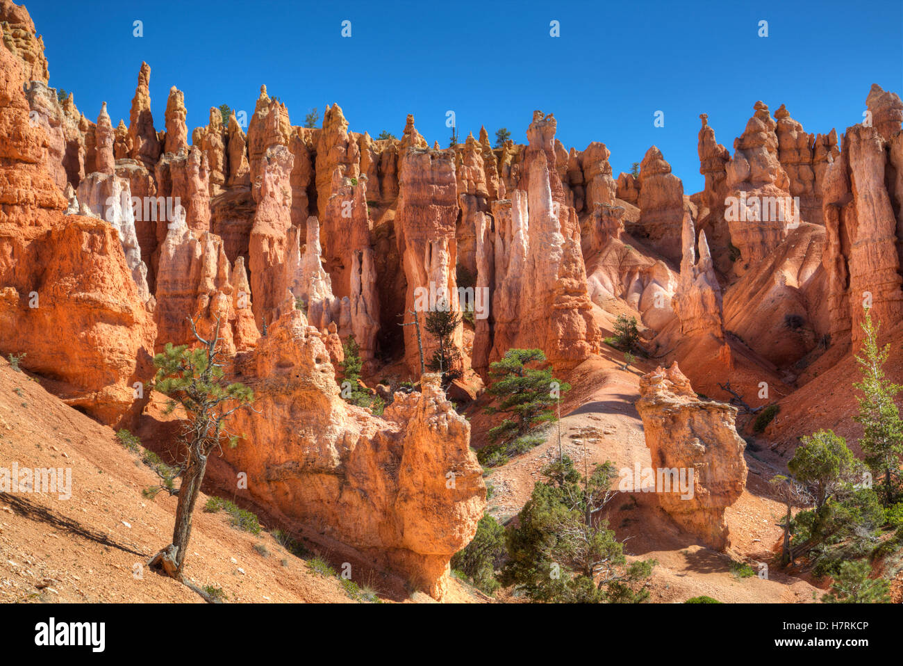 Hoodoos on the Queens Garden Trail, Bryce Canyon National Park; Utah ...