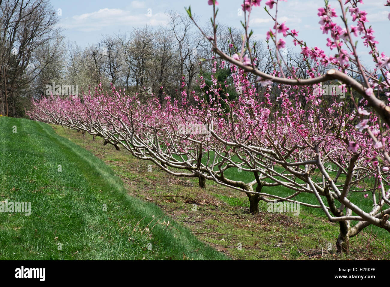 Peach orchard in blossom; Lancaster, Pennsylvania, United States of ...